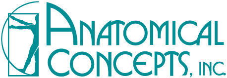 PRAFO® Ankle Foot Orthosis AFO | Anatomical Concepts, Inc.